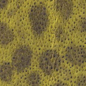 Uncoated Wolffish Fish Leather – Nordicfishleather